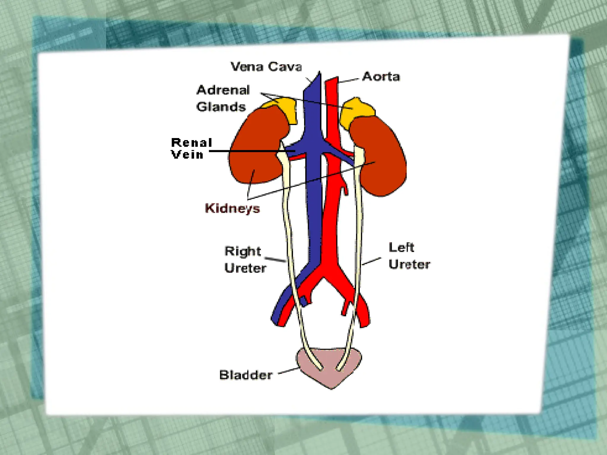 Know more about Human body Excretory System | PPT
