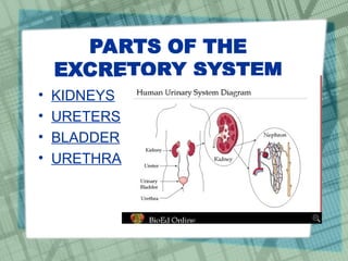 Know more about Human body Excretory System | PPT