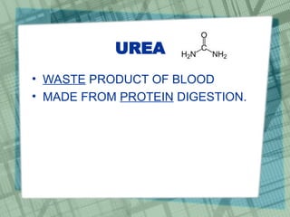 Know more about Human body Excretory System | PPT