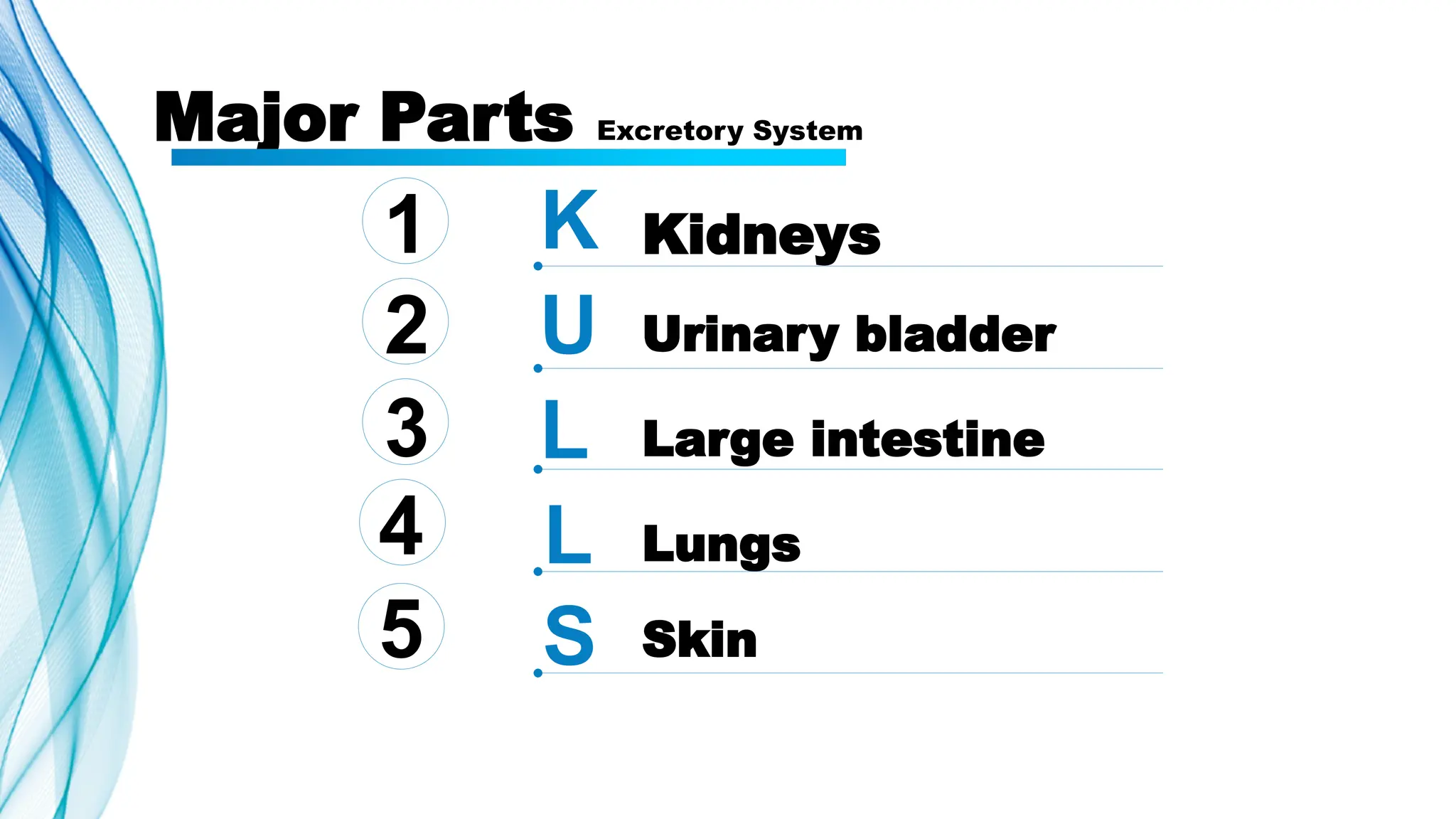 Excretory system for lower grade class.pptx