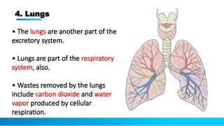 Excretory system for lower grade class.pptx