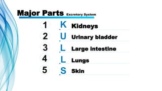 Excretory system for lower grade class.pptx