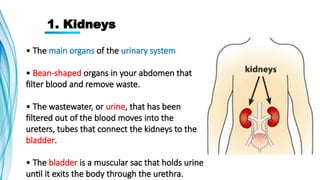 Excretory system for lower grade class.pptx
