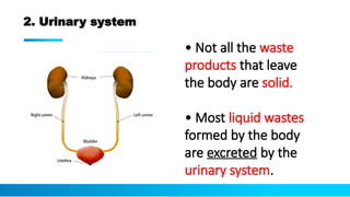 Excretory system for lower grade class.pptx