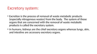 class 12 notes of zoology topic: excretory system | PPTX