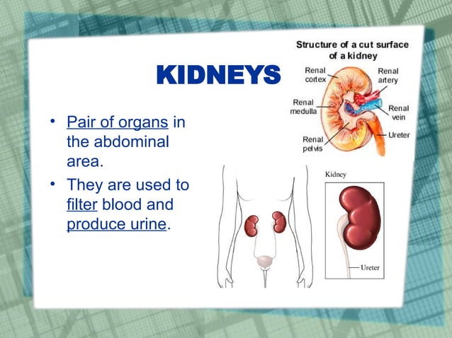 EXCRETORY SYSTEM parts and function pptx | PPT