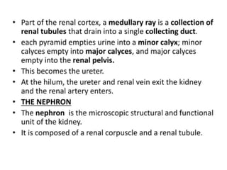 Pathophysiology of Excretory system of human body | PPTX
