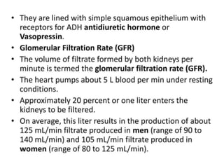 Pathophysiology of Excretory system of human body | PPTX
