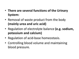 Pathophysiology of Excretory system of human body | PPTX