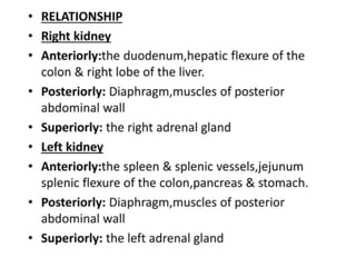 Pathophysiology of Excretory system of human body | PPTX