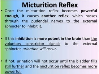Pathophysiology of Excretory system of human body | PPTX