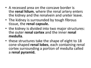 Pathophysiology of Excretory system of human body | PPTX