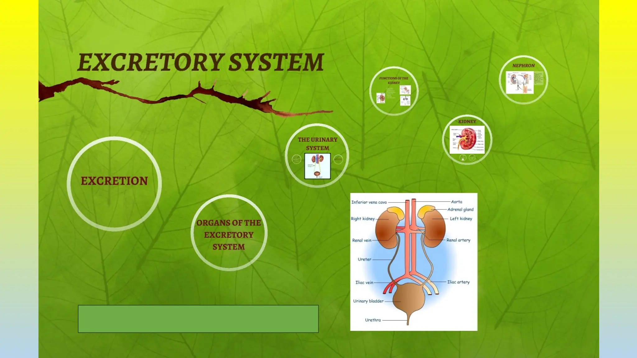 Human Excretory system and parts of function. Excretory system.pptx