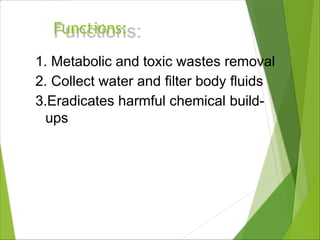 Excretory system of Human Body in detail | PPTX