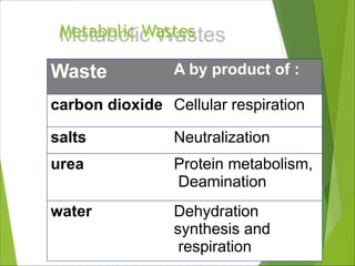 Excretory system of Human Body in detail | PPTX