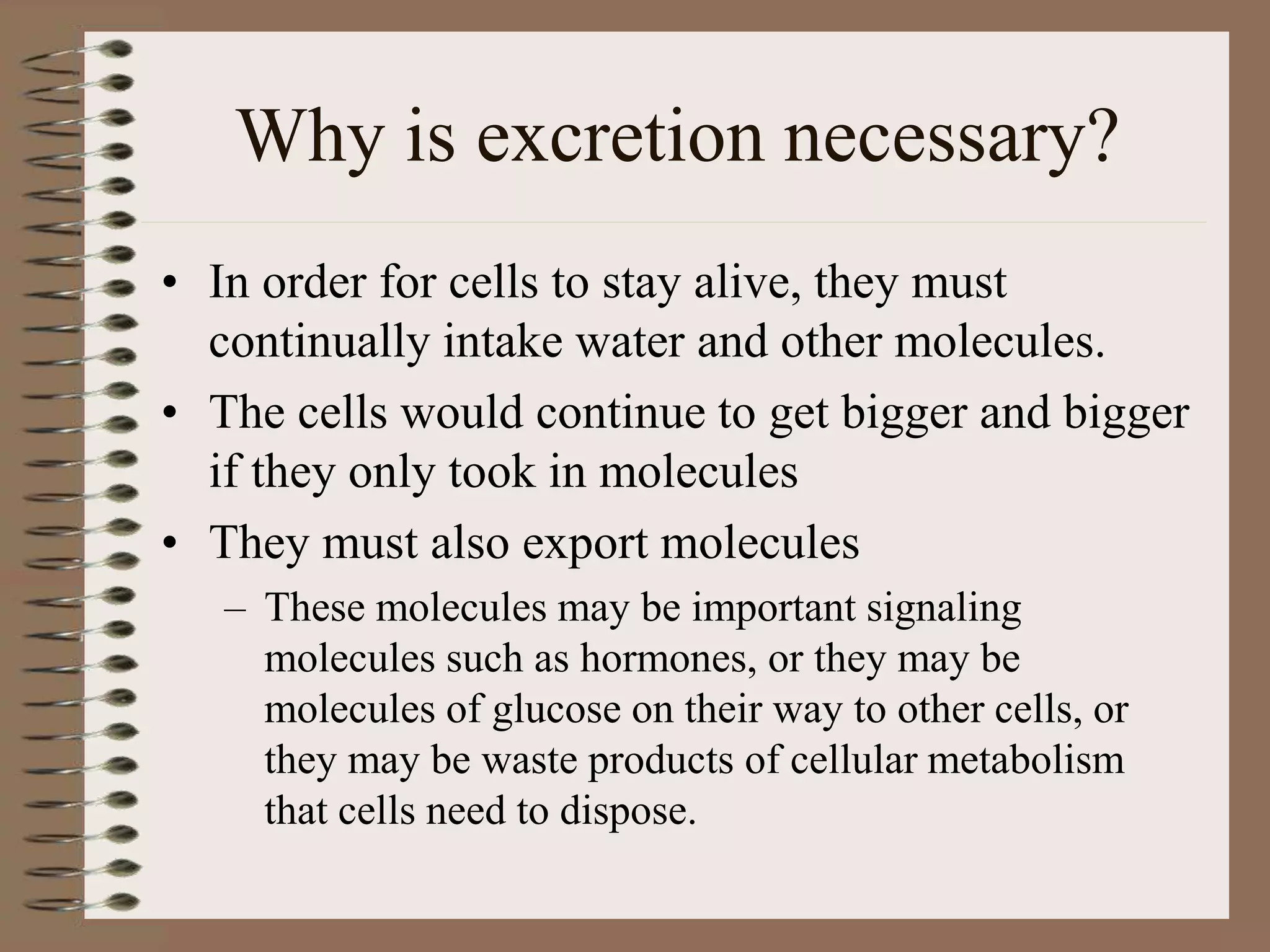 Excretory_System (1).ppt | Endocrine and Metabolic Diseases | Diseases ...