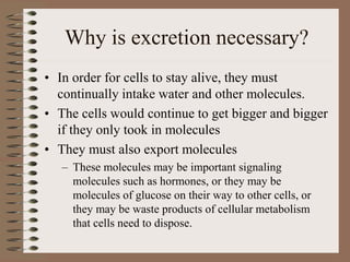 Excretory_System (1).ppt | Endocrine and Metabolic Diseases | Diseases ...