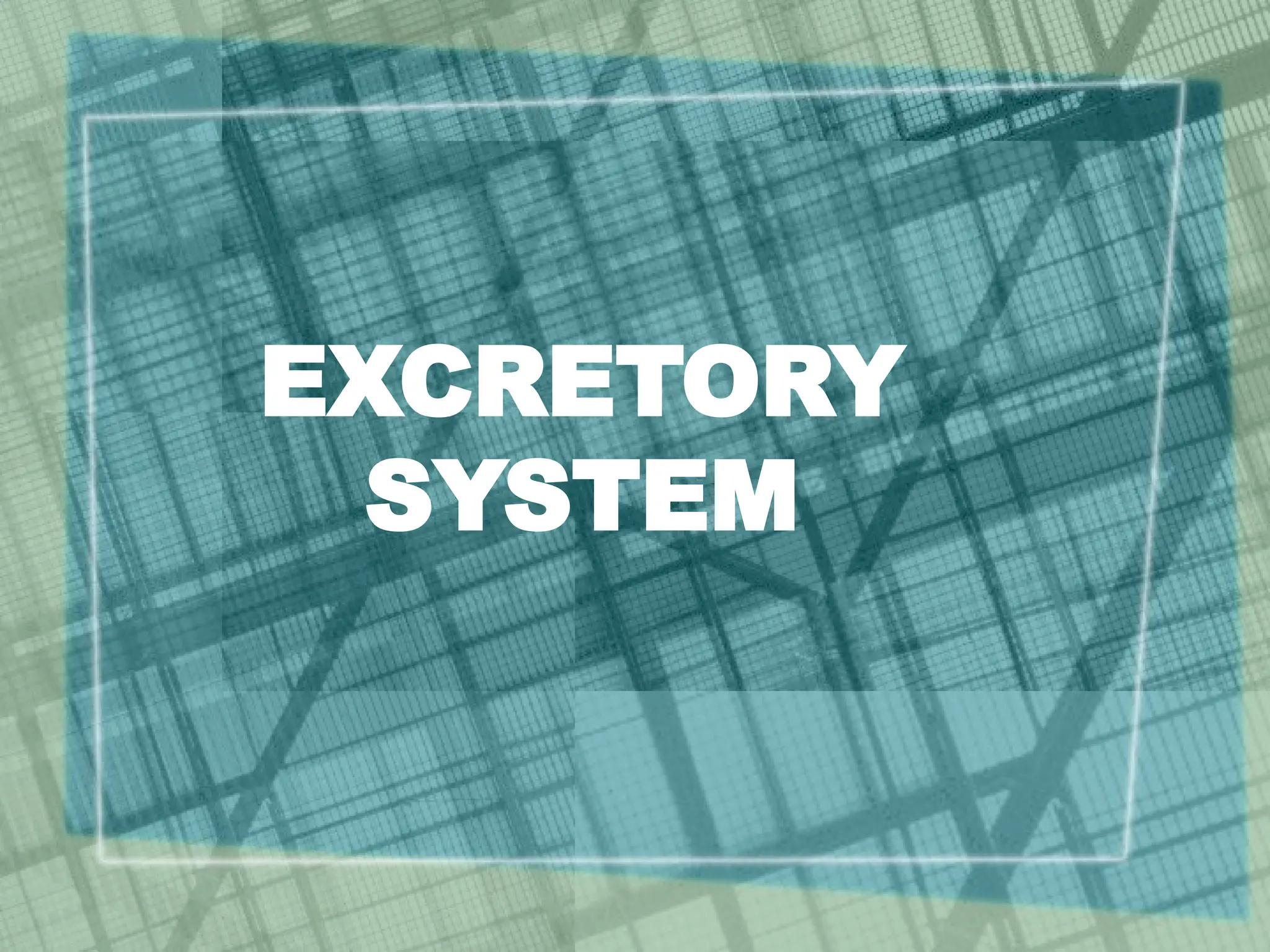 EXCRETORY SYSTEM grade 8 first quart.ppt