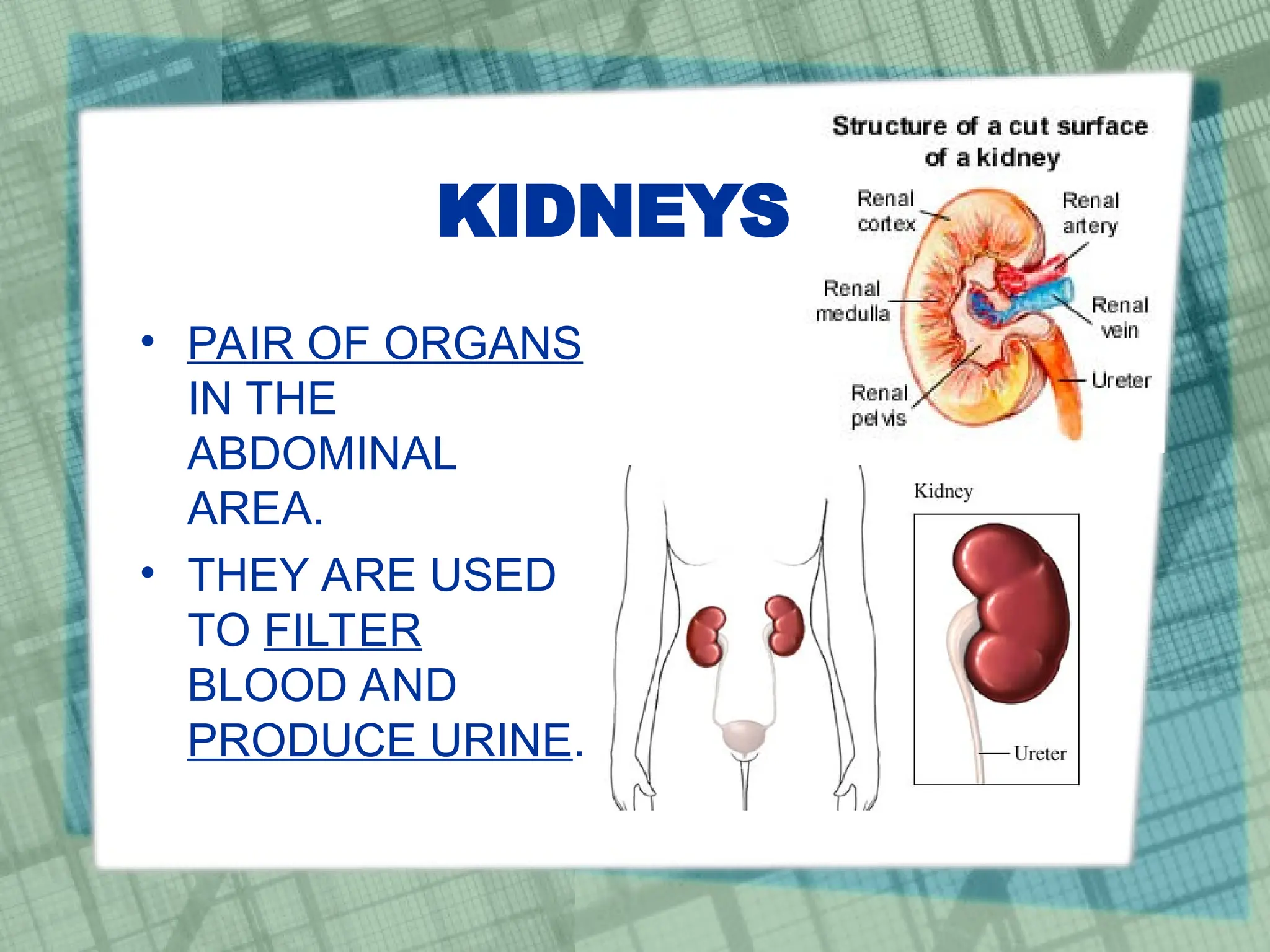EXCRETORY SYSTEM grade 8 first quart.ppt