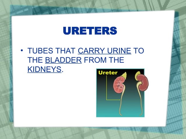 EXCRETORY SYSTEM grade 8 first quart.ppt