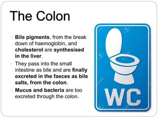 The excretory system. | PPT