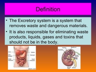 Excretory system | PPT