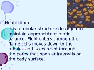 Excretory system 2 | PPT | Chemistry | Science