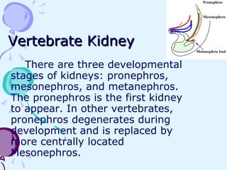 Excretory system 2 | PPT | Chemistry | Science