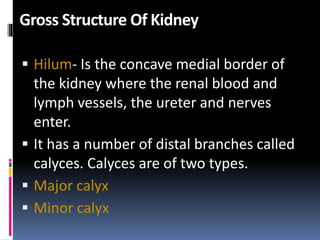 Urinary and Excretory system | PPTX