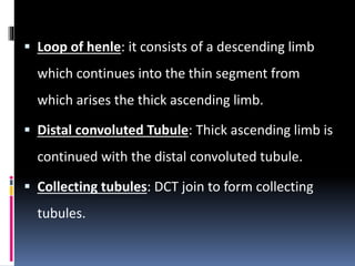 Urinary and Excretory system | PPTX
