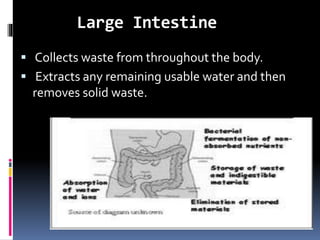 Urinary and Excretory system | PPTX