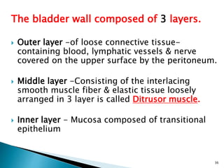 ppt on Excretory system akki | PPTX
