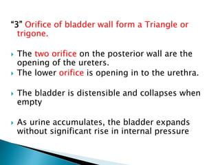 ppt on Excretory system akki | PPTX
