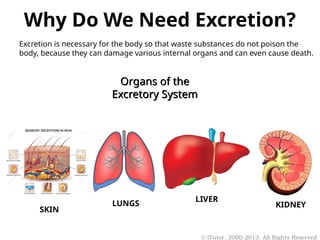 EXCRETORY SYSTEM science materials for primary.pptx