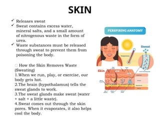 EXCRETORY SYSTEM science materials for primary.pptx