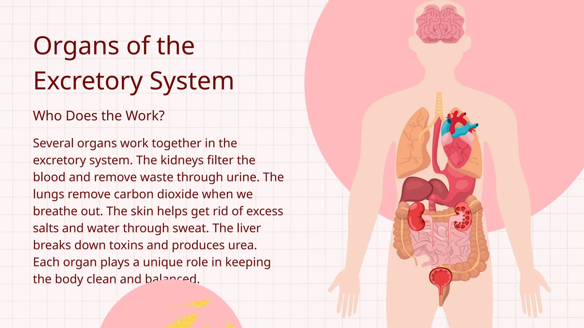 Excretory System Educational Presentation Pink Simple Informative Style ...