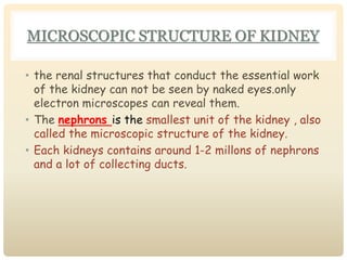 EXCRETORY SYSTEM including renal kindly | PPTX