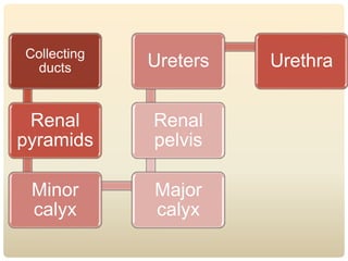 EXCRETORY SYSTEM including renal kindly | PPTX