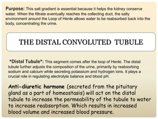 EXCRETORY SYSTEM including renal kindly | PPTX | Endocrine and ...