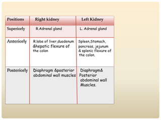EXCRETORY SYSTEM including renal kindly | PPTX | Endocrine and ...