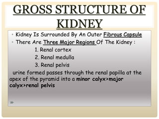 EXCRETORY SYSTEM including renal kindly | PPTX