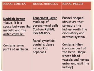 EXCRETORY SYSTEM including renal kindly | PPTX