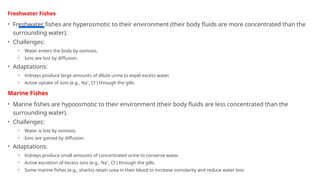 Excretory System in Fishes – Anatomy and Physiology.pptx