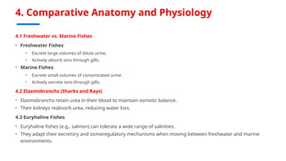 Excretory System in Fishes – Anatomy and Physiology.pptx