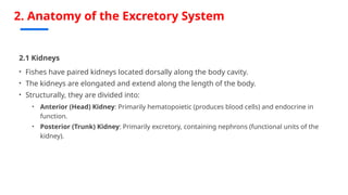 Excretory System in Fishes – Anatomy and Physiology.pptx