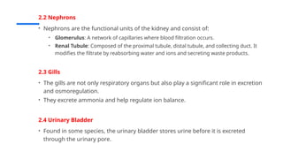 Excretory System in Fishes – Anatomy and Physiology.pptx