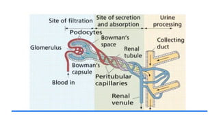 Excretory System in Fishes – Anatomy and Physiology.pptx