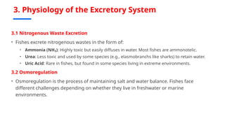 Excretory System in Fishes – Anatomy and Physiology - Copy.pptx