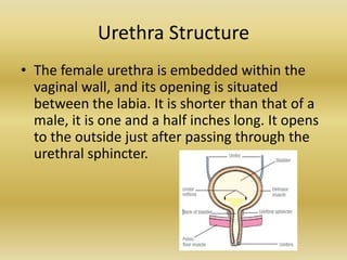 Excretory system introduction (fix) | PPTX