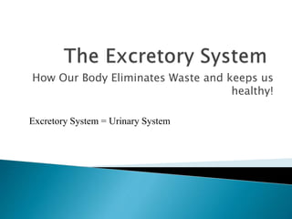 excretorysystem_mod.ppt